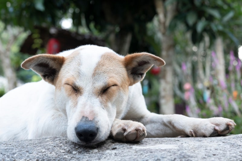 Tratamiento Del Moquillo En El Perro